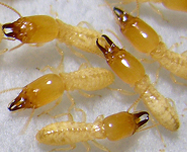Great Description About Joe Blue Pest Control